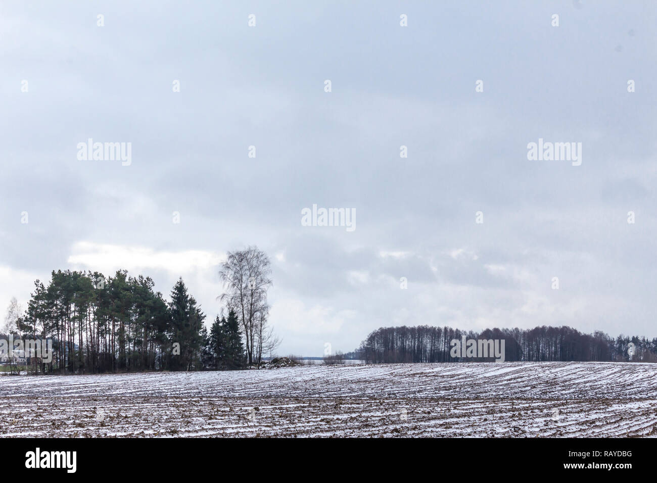 On the plowed field lies a bit of snow. Dark forest surrounds the ...