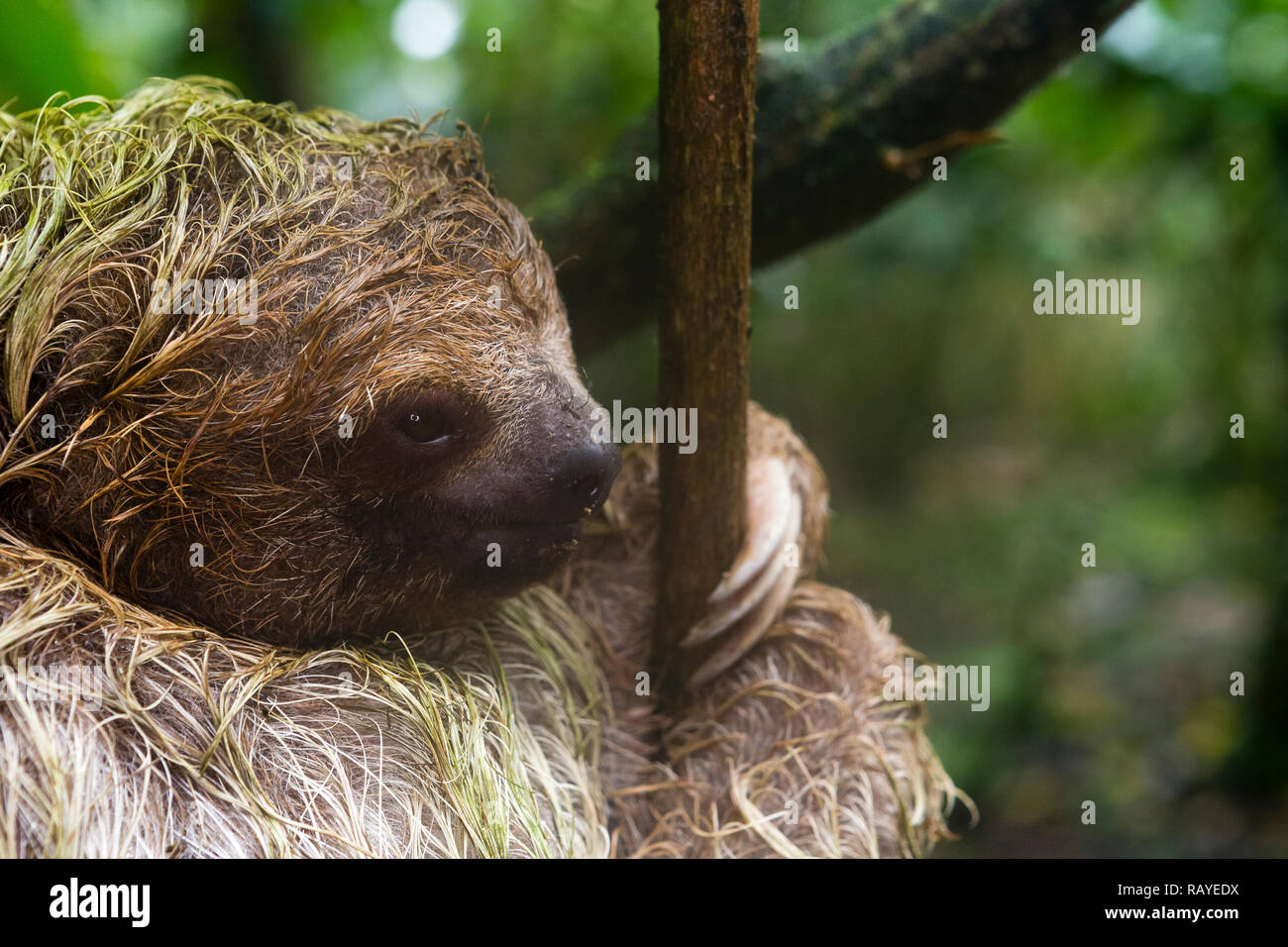 Three-toed sloth in Costa Rican rainforest Stock Photo - Alamy