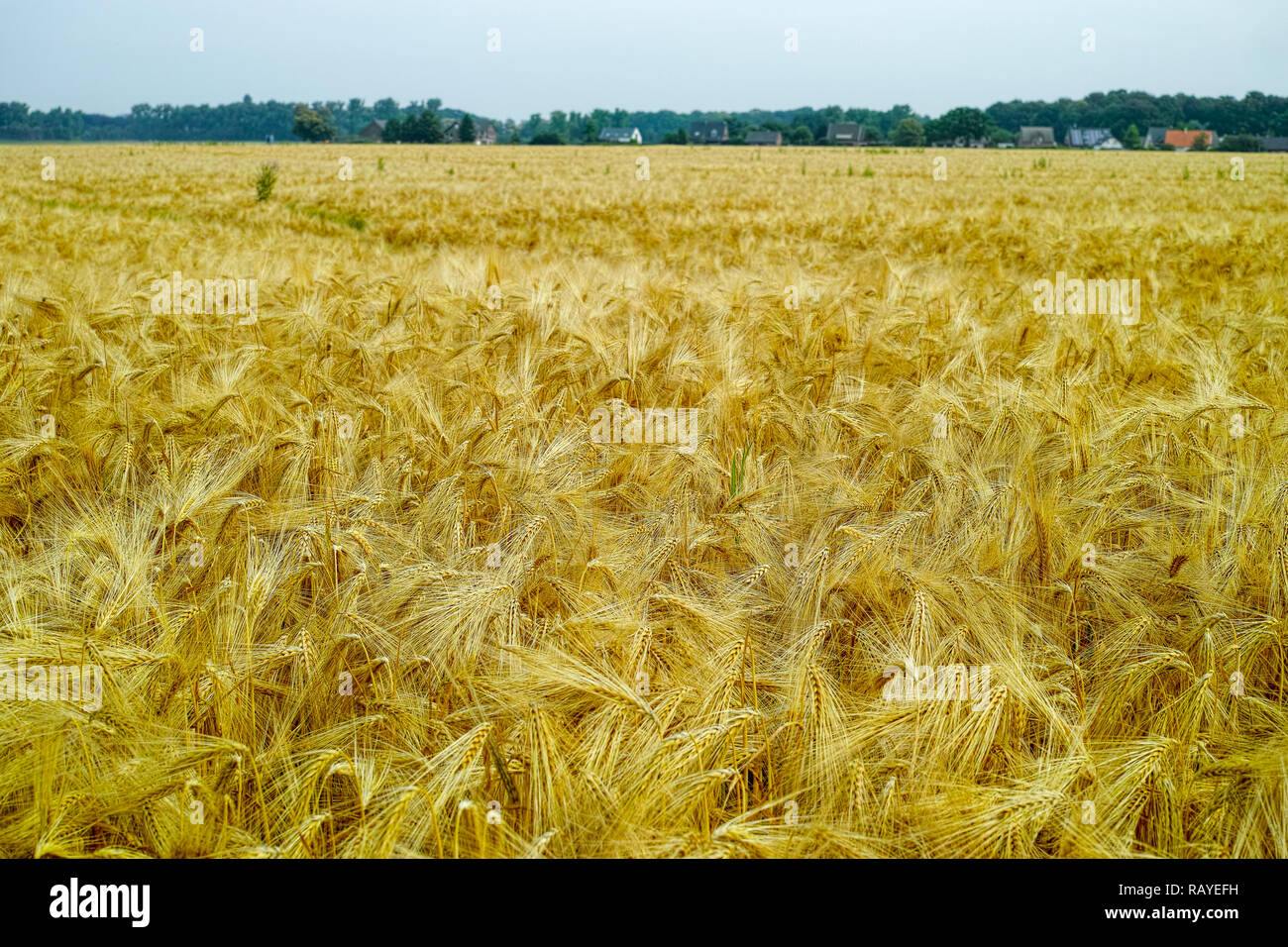 Bio farming, ripe yellow durum wheat plants growing on field, readi to ...