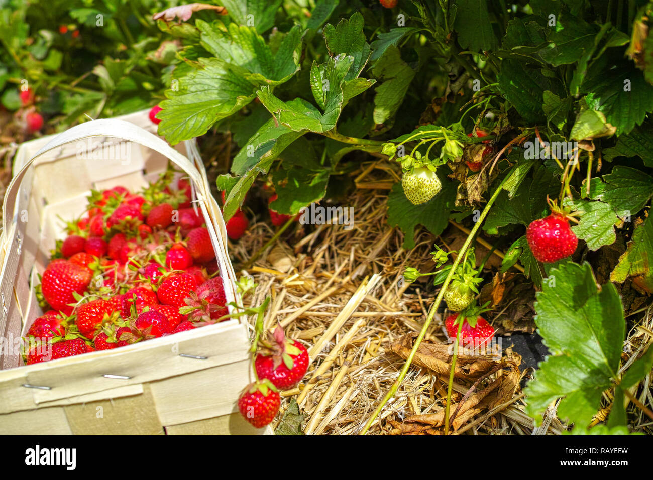New harvest of sweet fresh outdoor red strawberry, growing outside in ...