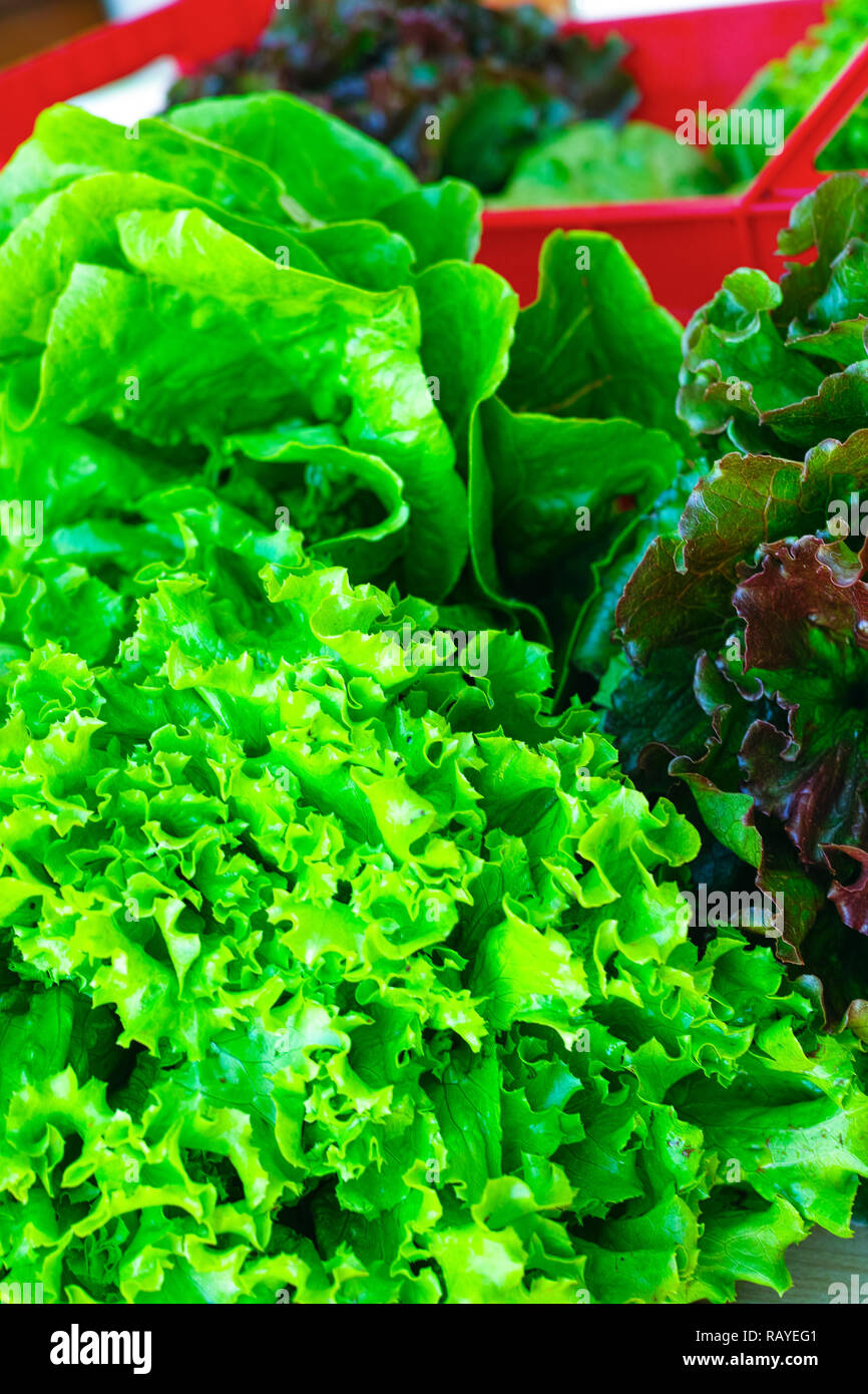 Fresh organic green lettuce leaf vegetable ready to eat in salade ...