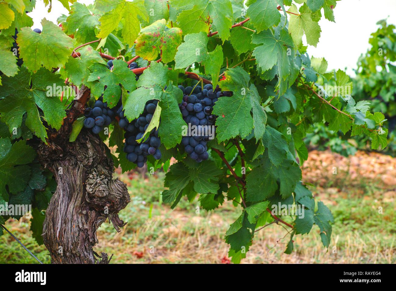 French red and rose wine grapes plant, first new harvest of ripe wine ...