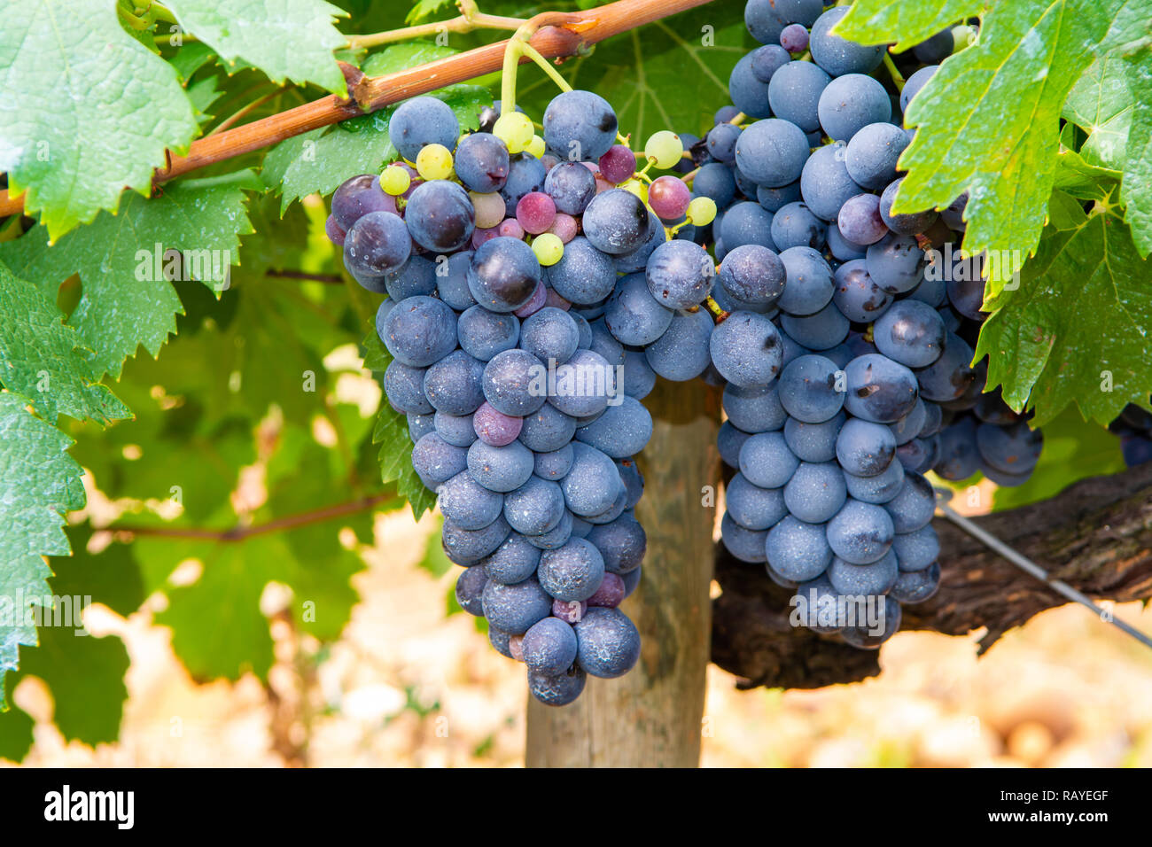 Carignan grape hi-res stock photography and images - Alamy