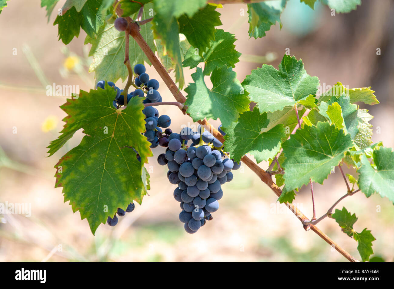 Red Wine Grapes Leaves 46,134 Grapes Leaves Wine Stock Photos Free
