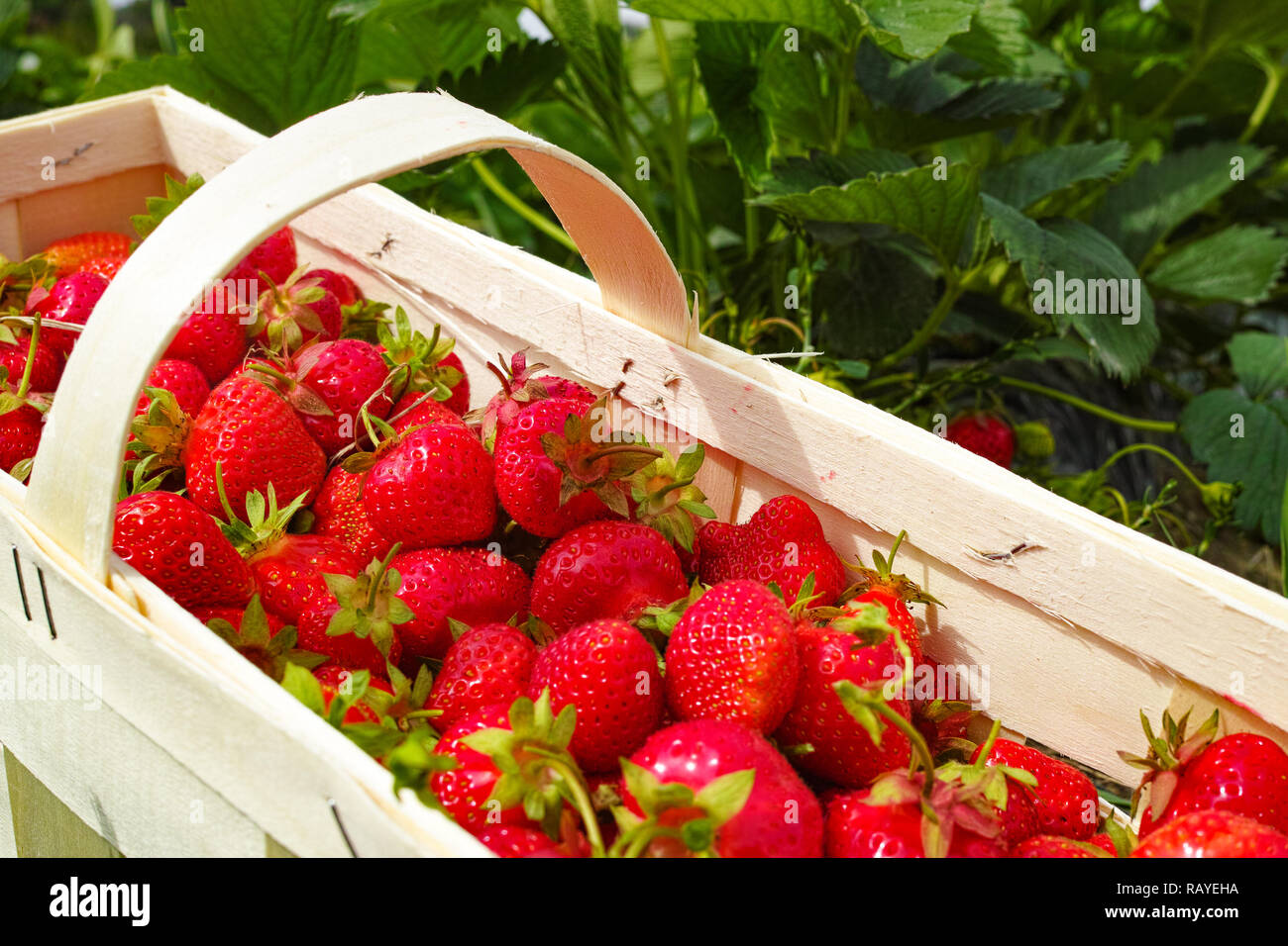 New harvest of sweet fresh outdoor red strawberry, growing outside in ...