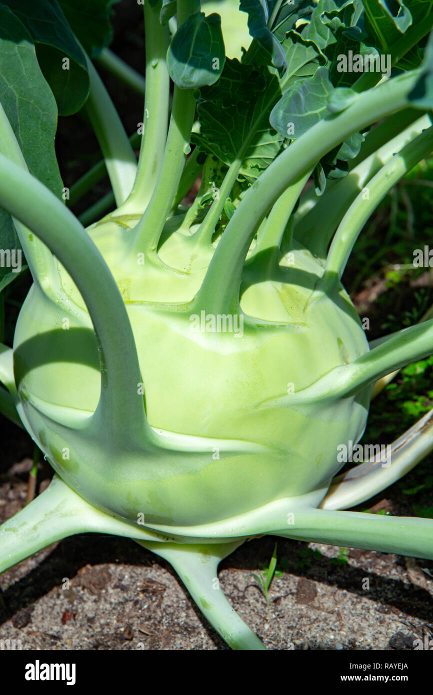 Organic green kohlrabi cabbage growing in farm garden, new harvest ...