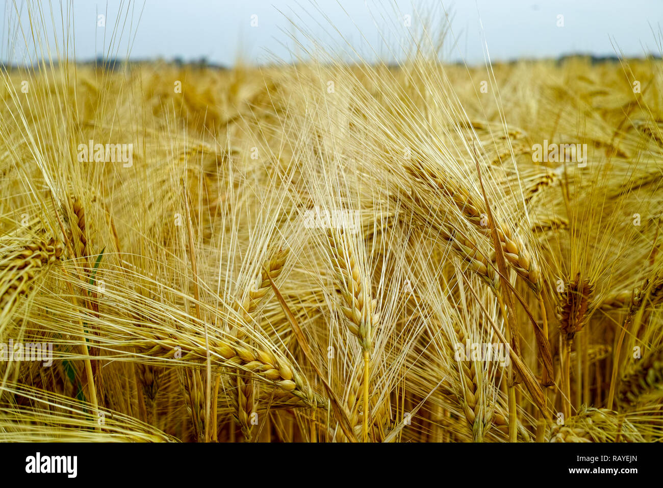 Bio farming, ripe yellow durum wheat plants growing on field, readi to ...