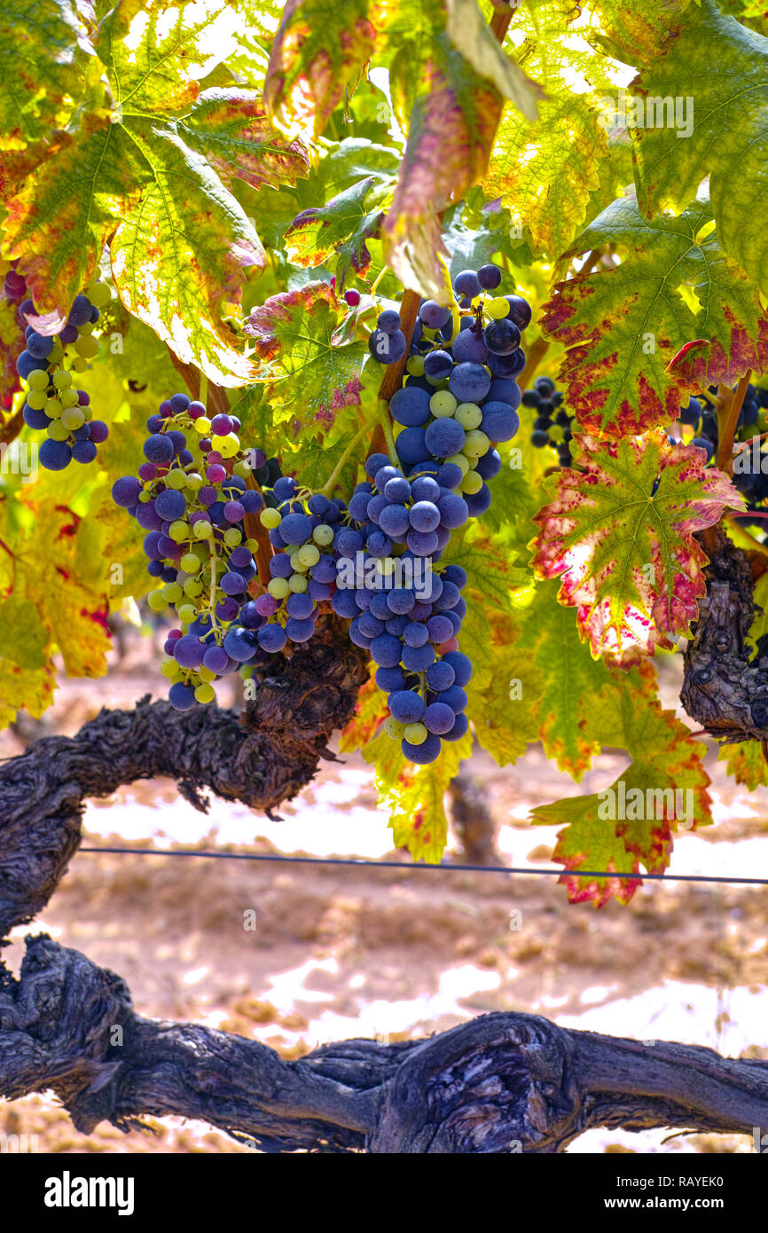 Red ochre mineral hi-res stock photography and images - Alamy