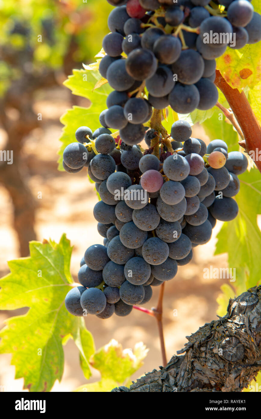 French red and rose wine grapes plant, growing on ochre mineral soil ...