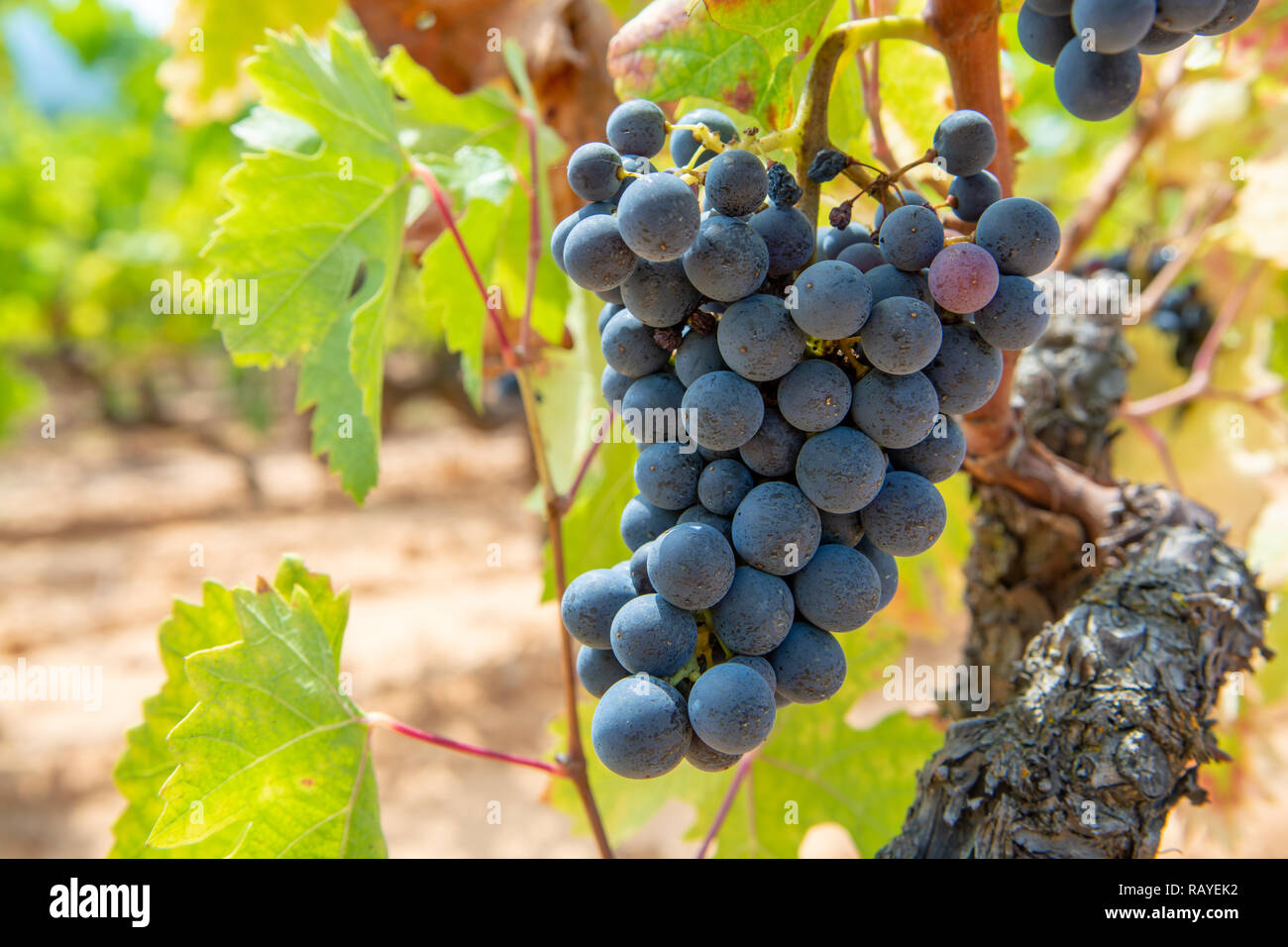 French red and rose wine grapes plant, growing on ochre mineral soil ...