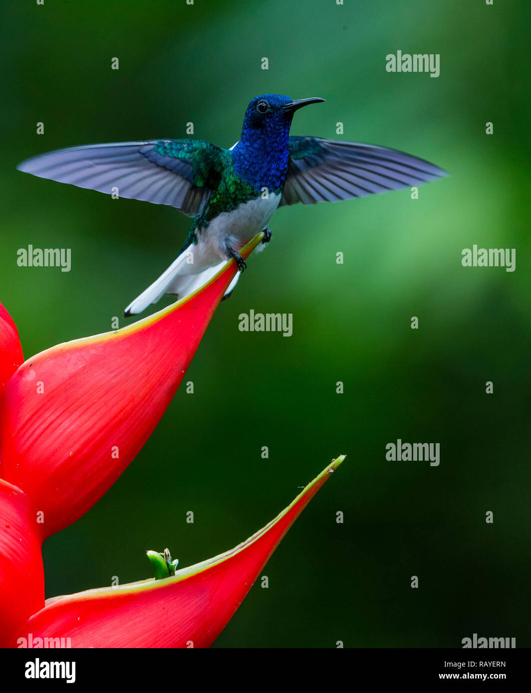 White-necked jacobin hummingbird, Costa Rica rainforest Stock Photo - Alamy