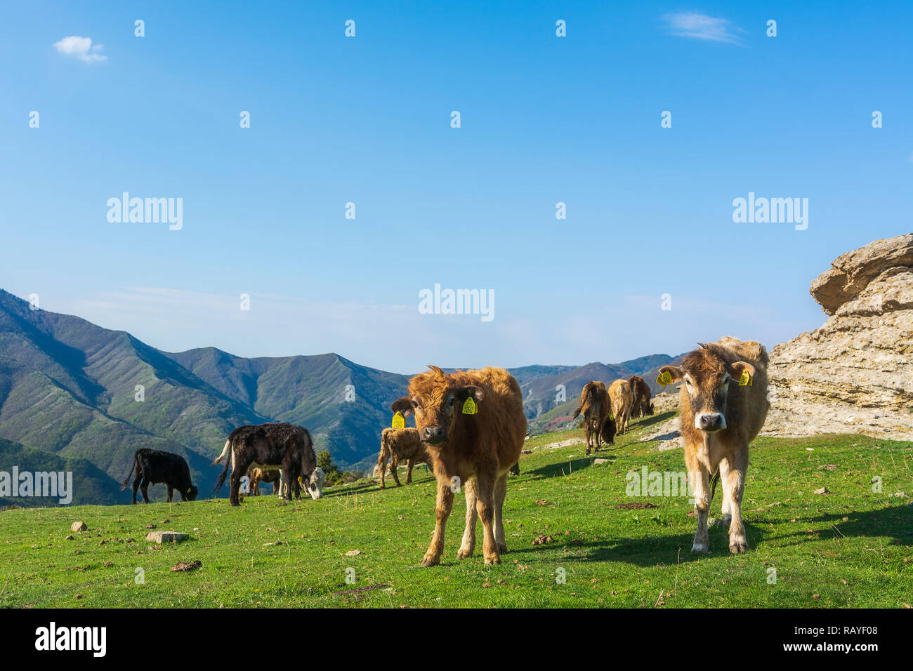 Farm bulgaria hi-res stock photography and images - Alamy