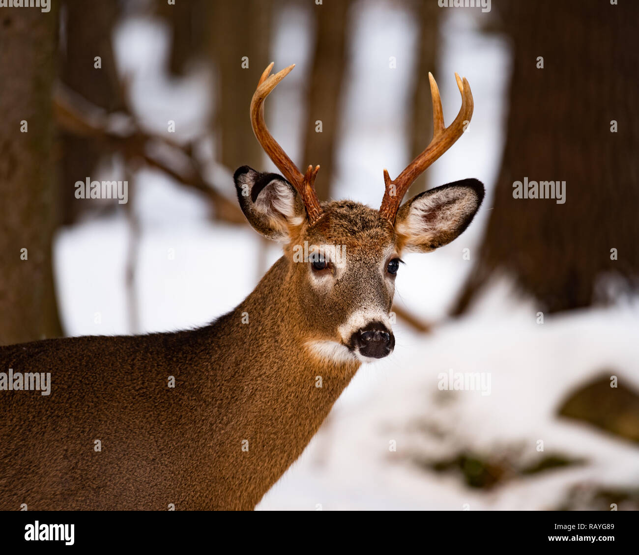 An elusive trophy whitetail deer buck hiding in the forest in the ...