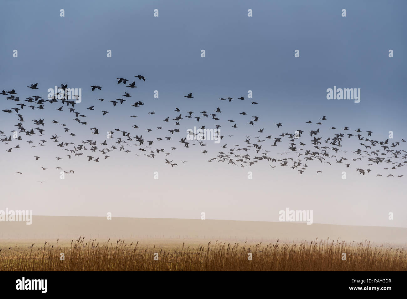 Flying birds formation hi-res stock photography and images - Alamy