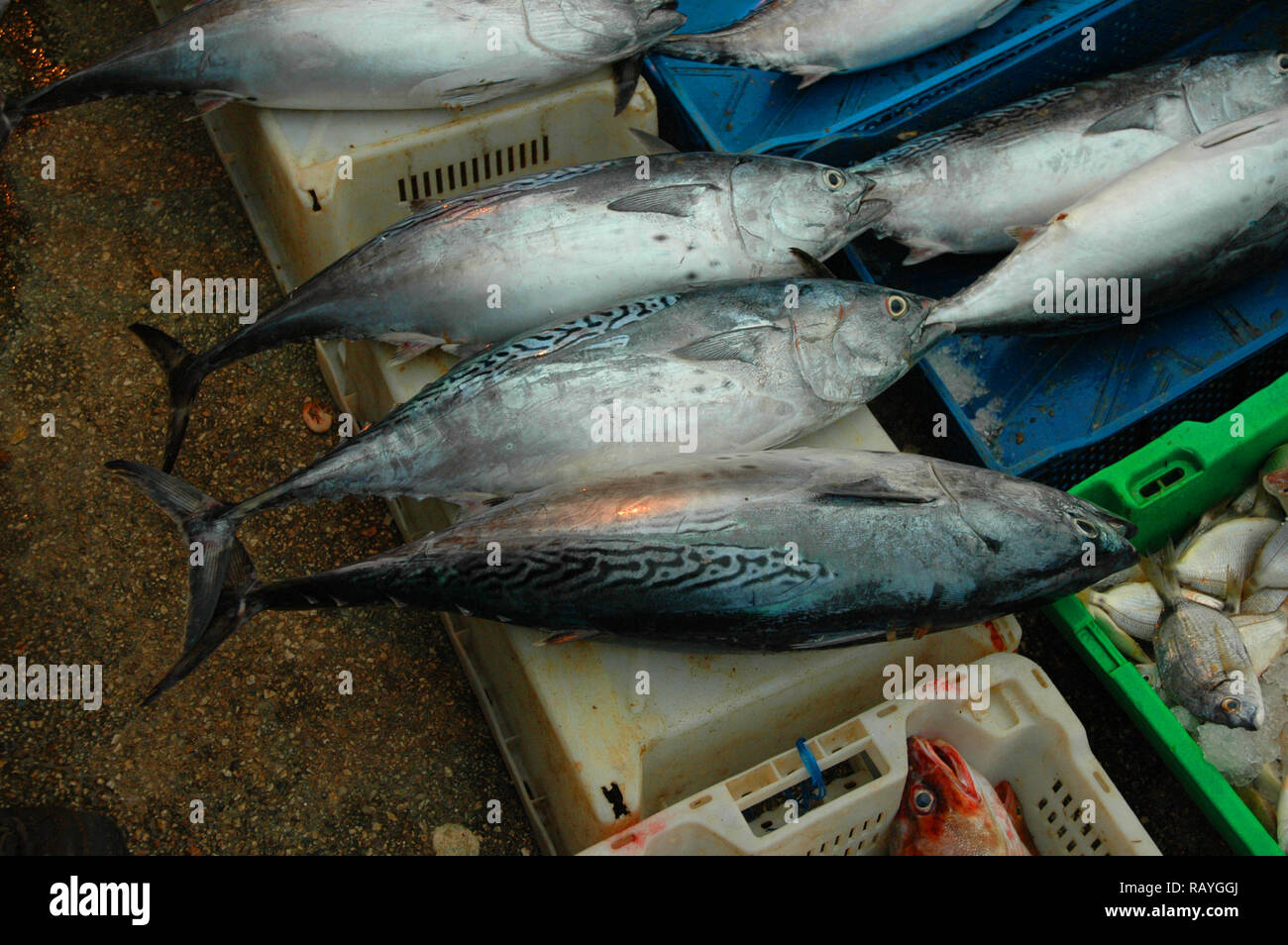 Fish market casablanca morocco hi-res stock photography and images - Alamy