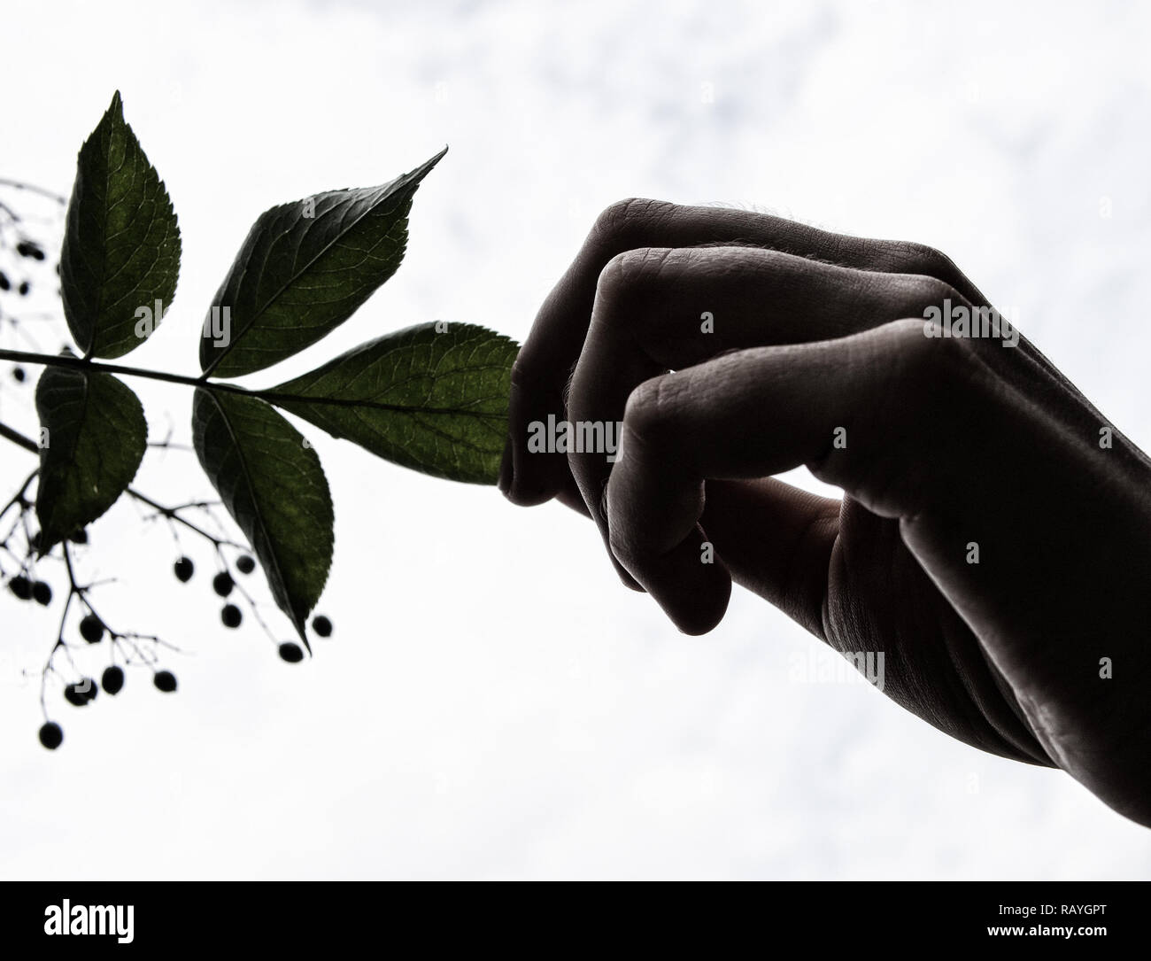 Hand with a leaf hi-res stock photography and images - Alamy
