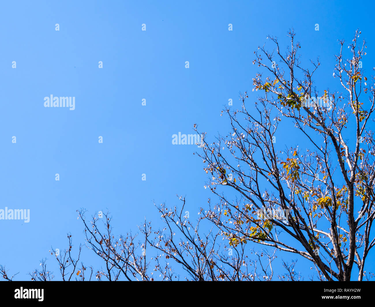 Dried pot of Burma Padauk on the deciduous tree in the summer with blue ...