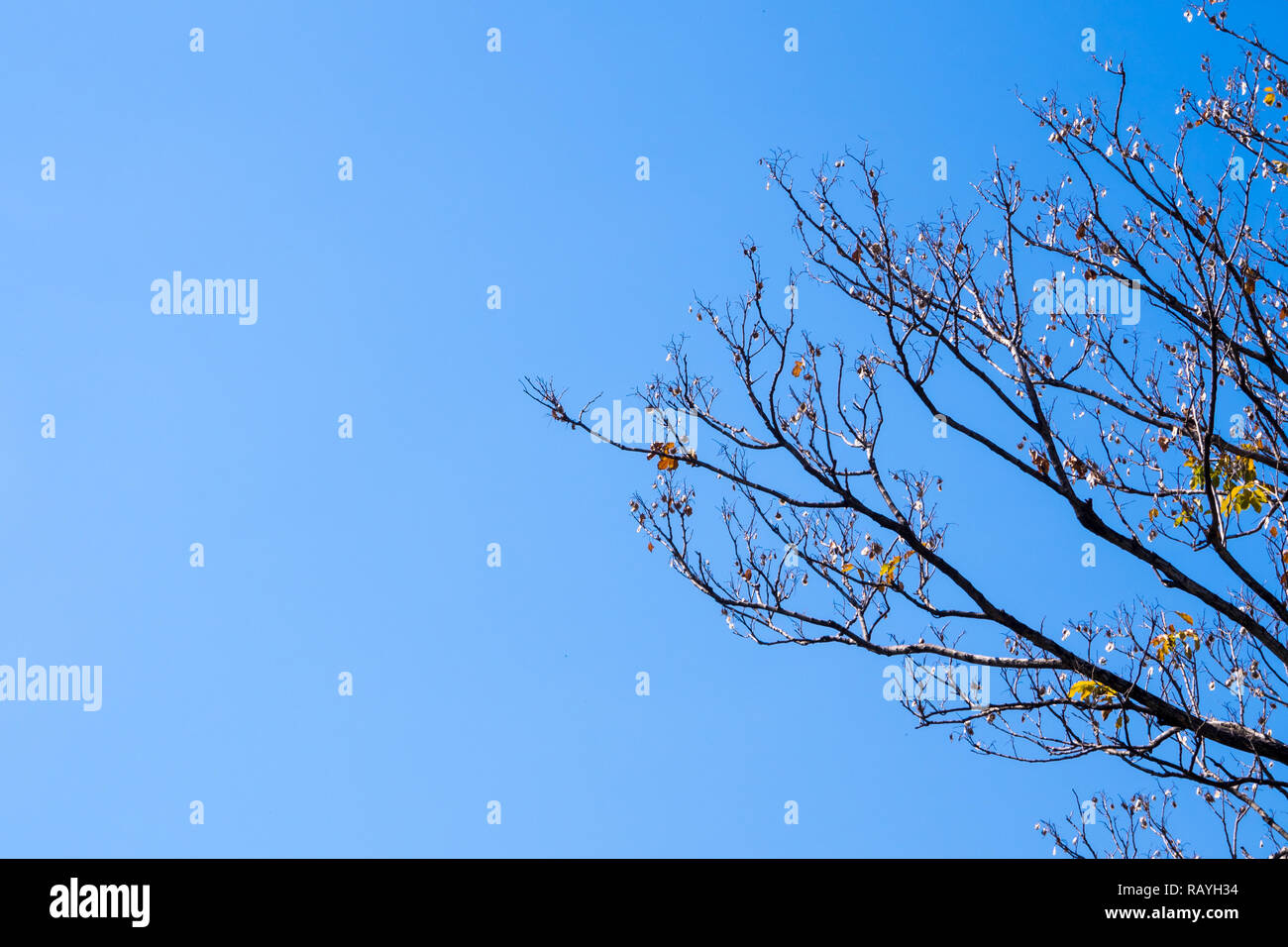 Dried pot of Burma Padauk on the deciduous tree in the summer with blue ...