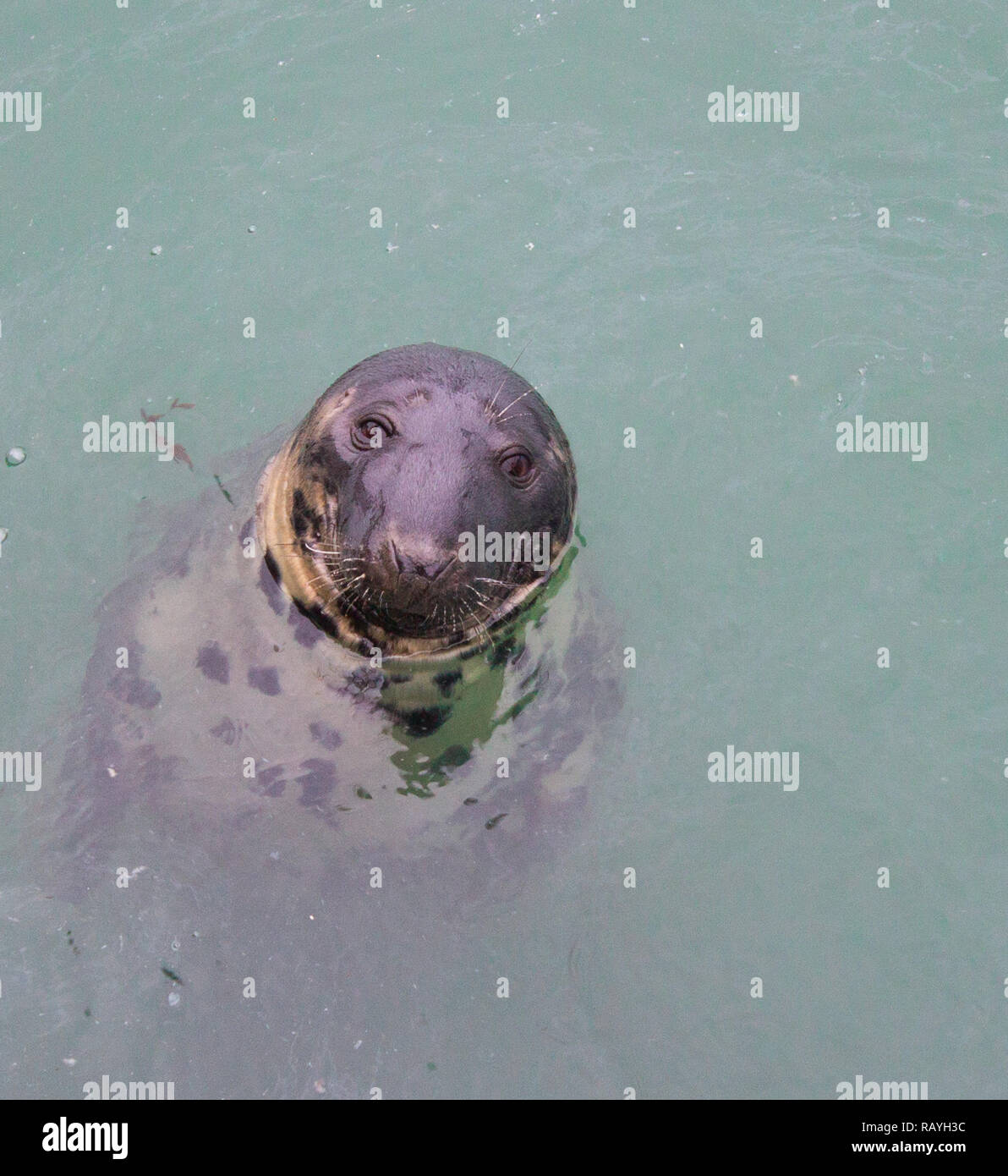 Seal face close up hi-res stock photography and images - Alamy