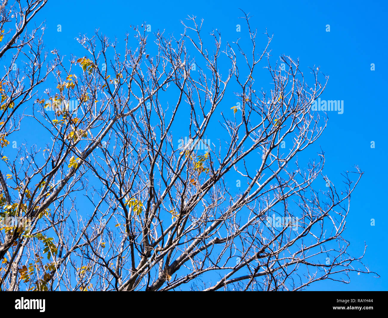 Dried pot of Burma Padauk on the deciduous tree in the summer with blue ...