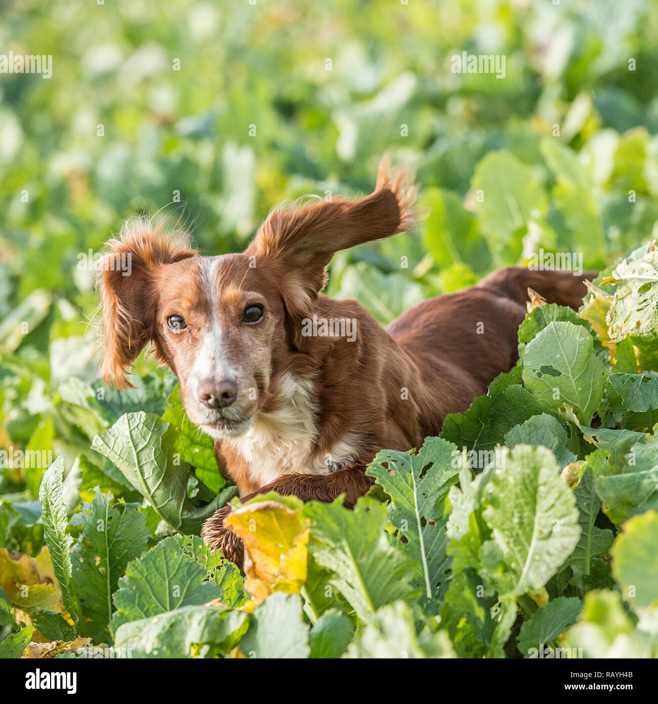 Old english cocker spaniel hi-res stock photography and images - Alamy