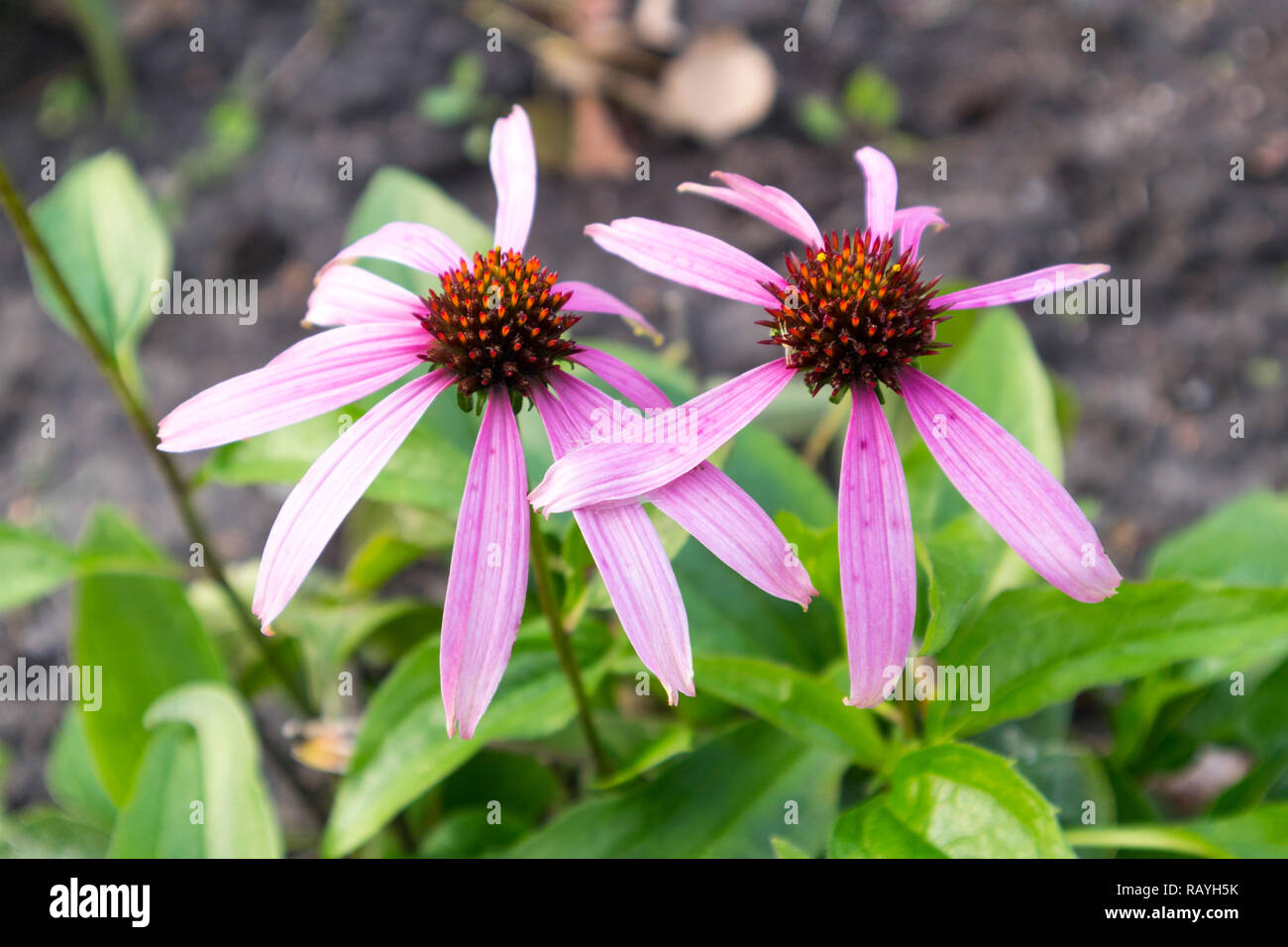 Echinacea purpurea two late flowers in autumn day Stock Photo - Alamy