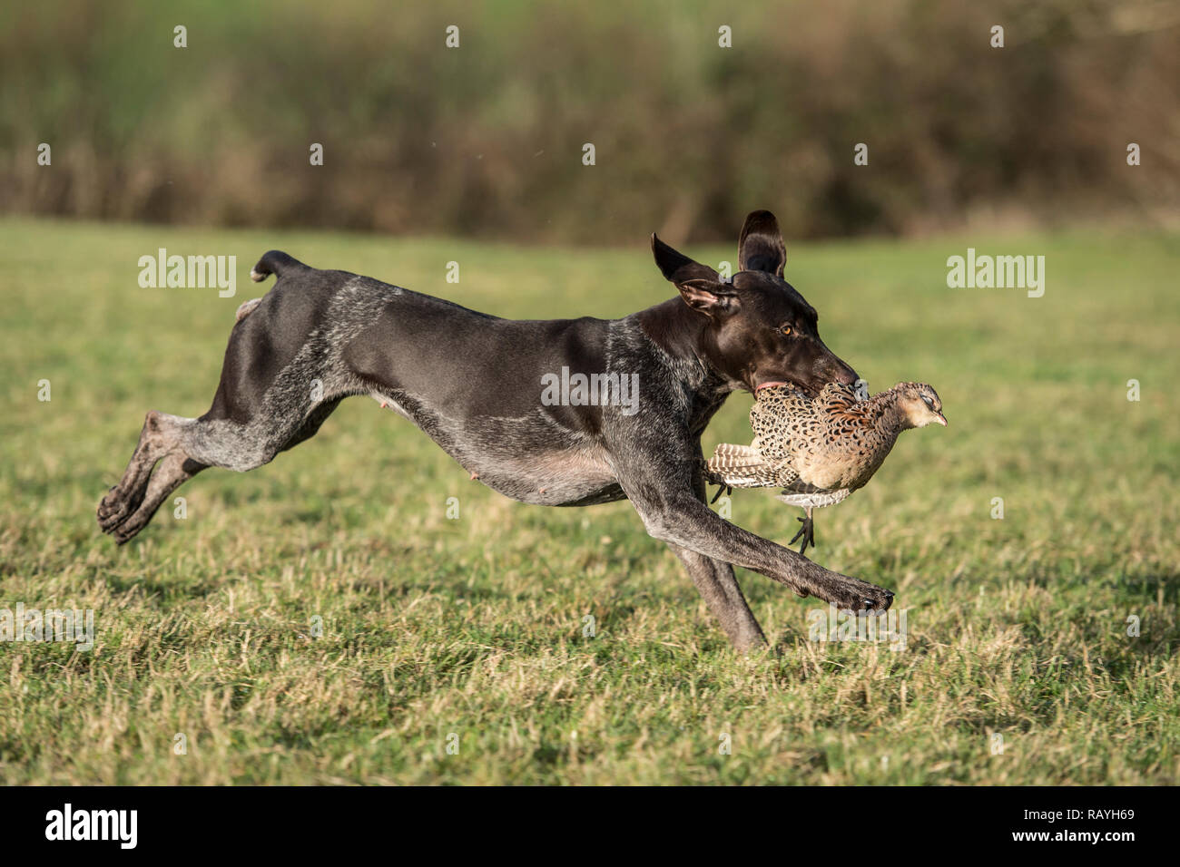 German shorthaired pointer hunting hi-res stock photography and images ...