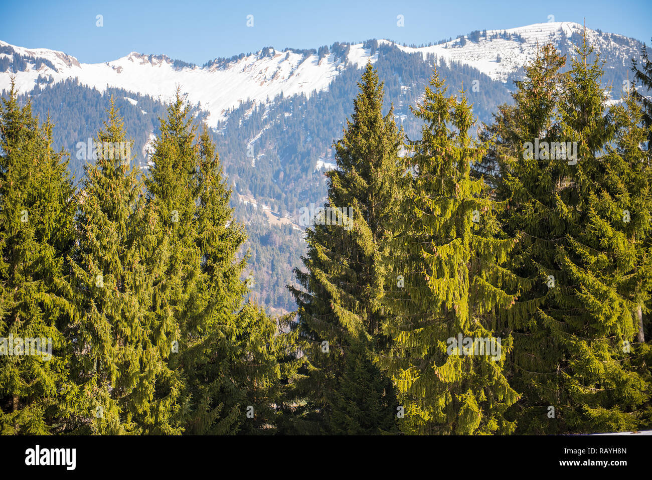 snowy alpine mountain range in blue sky with big sunny firs in ...