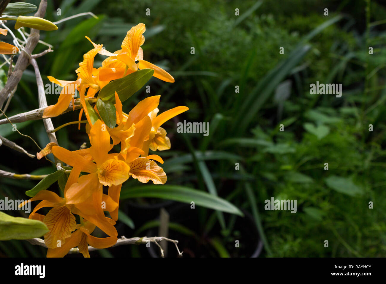 Dendrobium green hi-res stock photography and images - Alamy