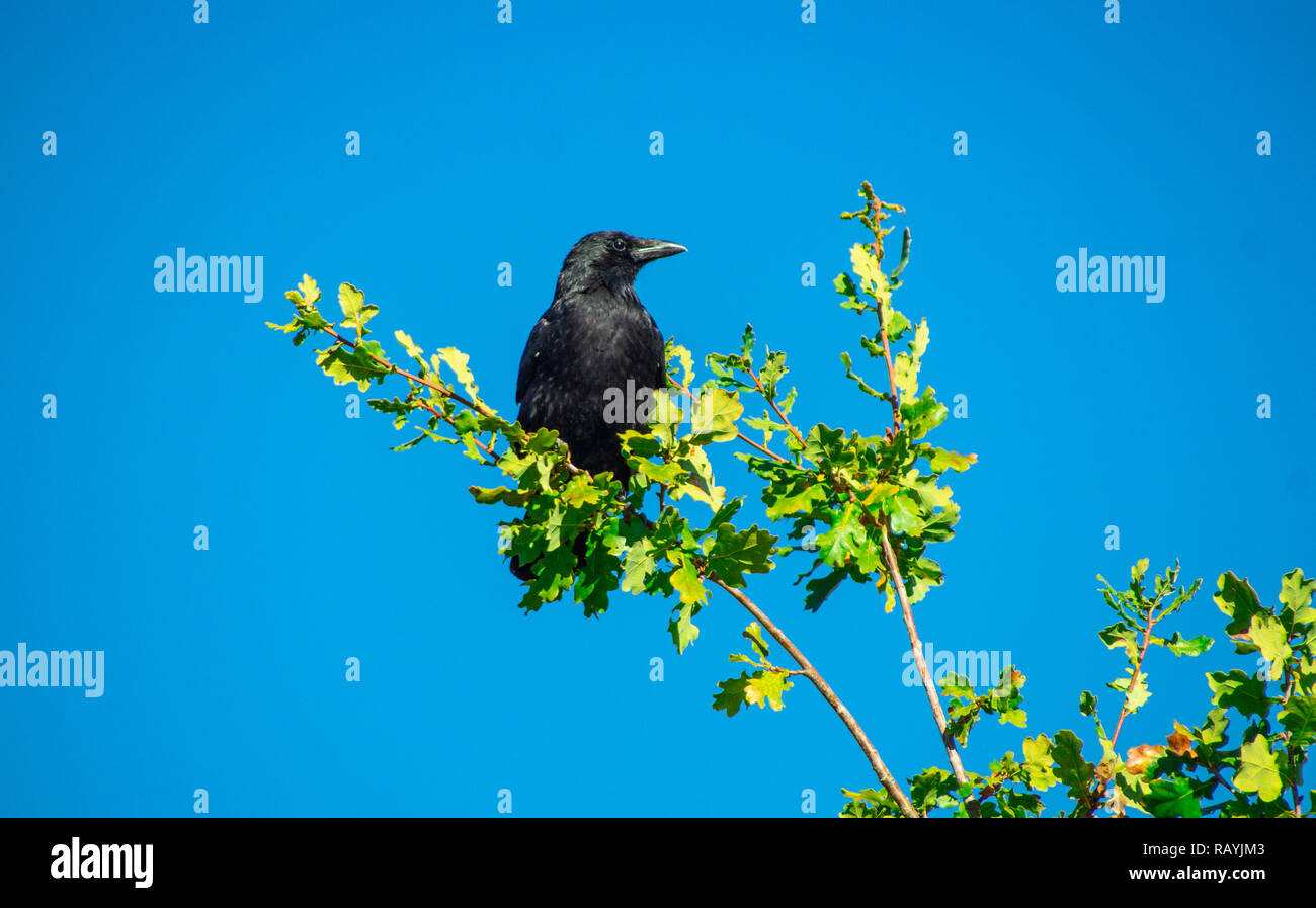 Close up of sing Black Crow Raven in top of tree branches against solid ...