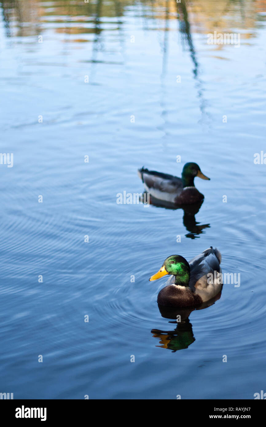 Two mallards swimming hi-res stock photography and images - Alamy