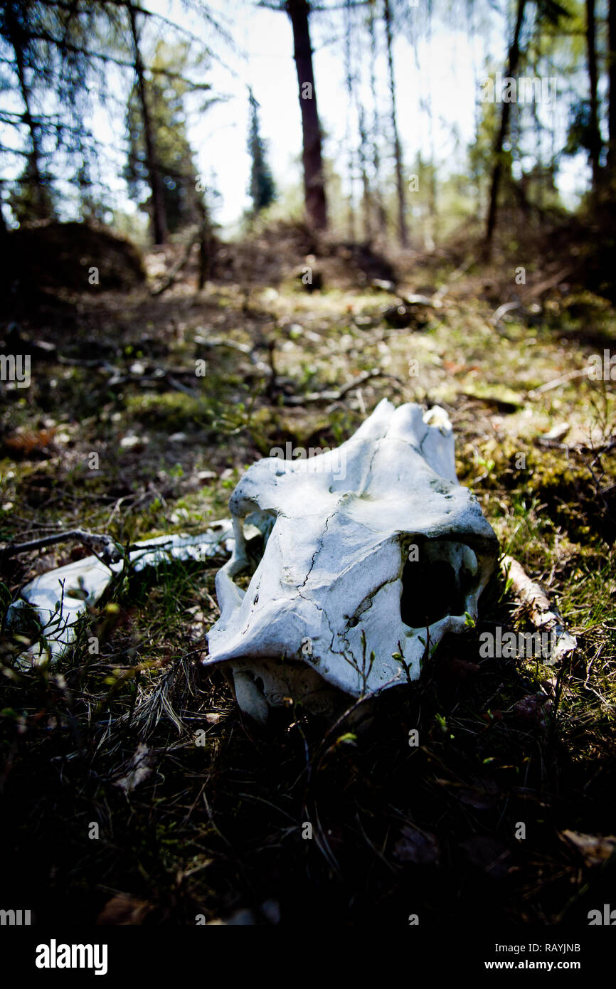 Cranium hi-res stock photography and images - Alamy