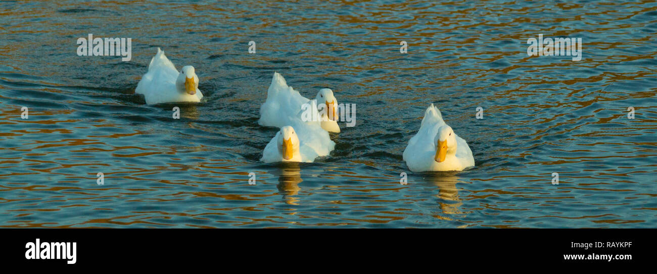 Rippled lake water with ducks hi-res stock photography and images - Alamy