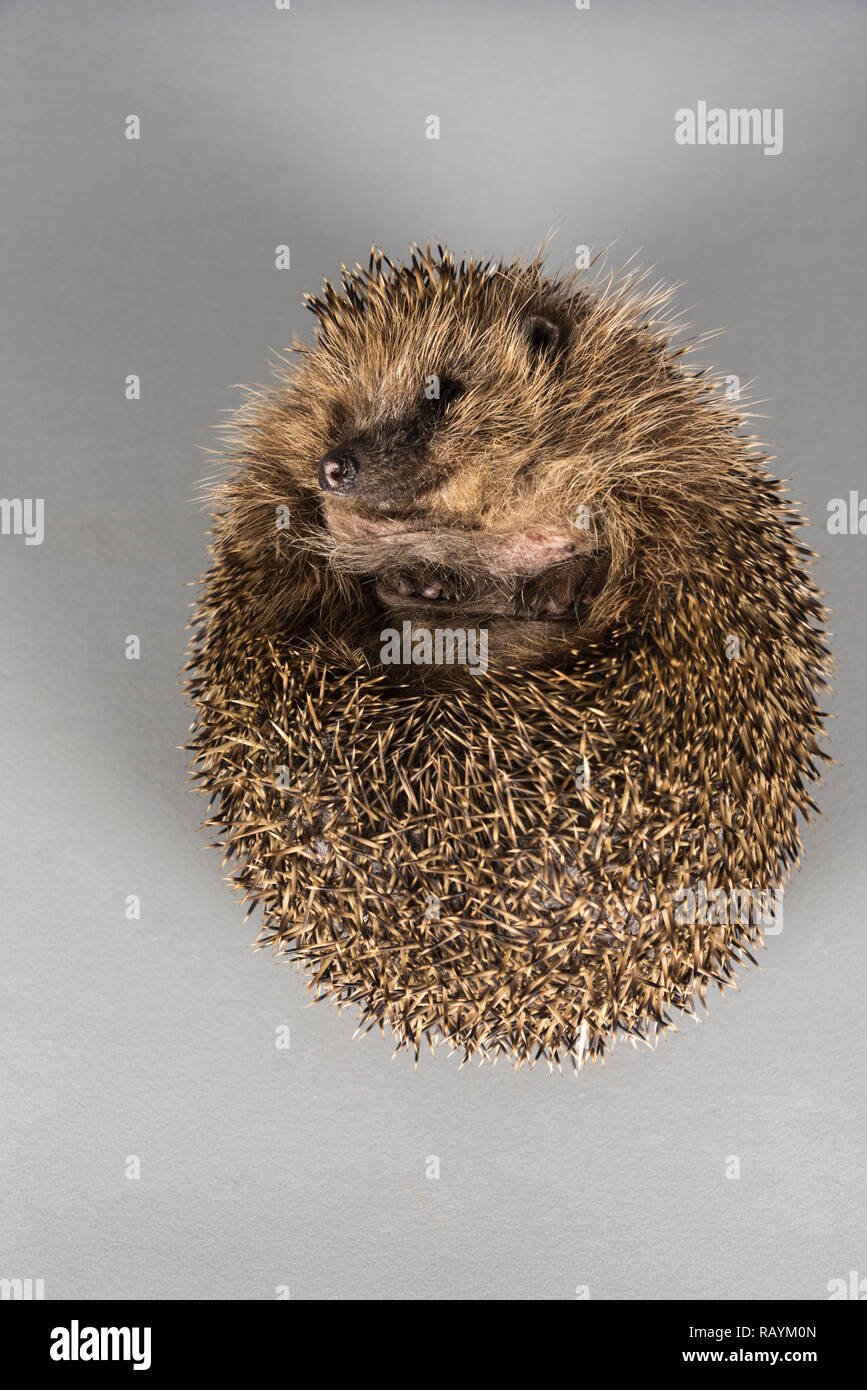 Hedgehog curled up hi-res stock photography and images - Alamy