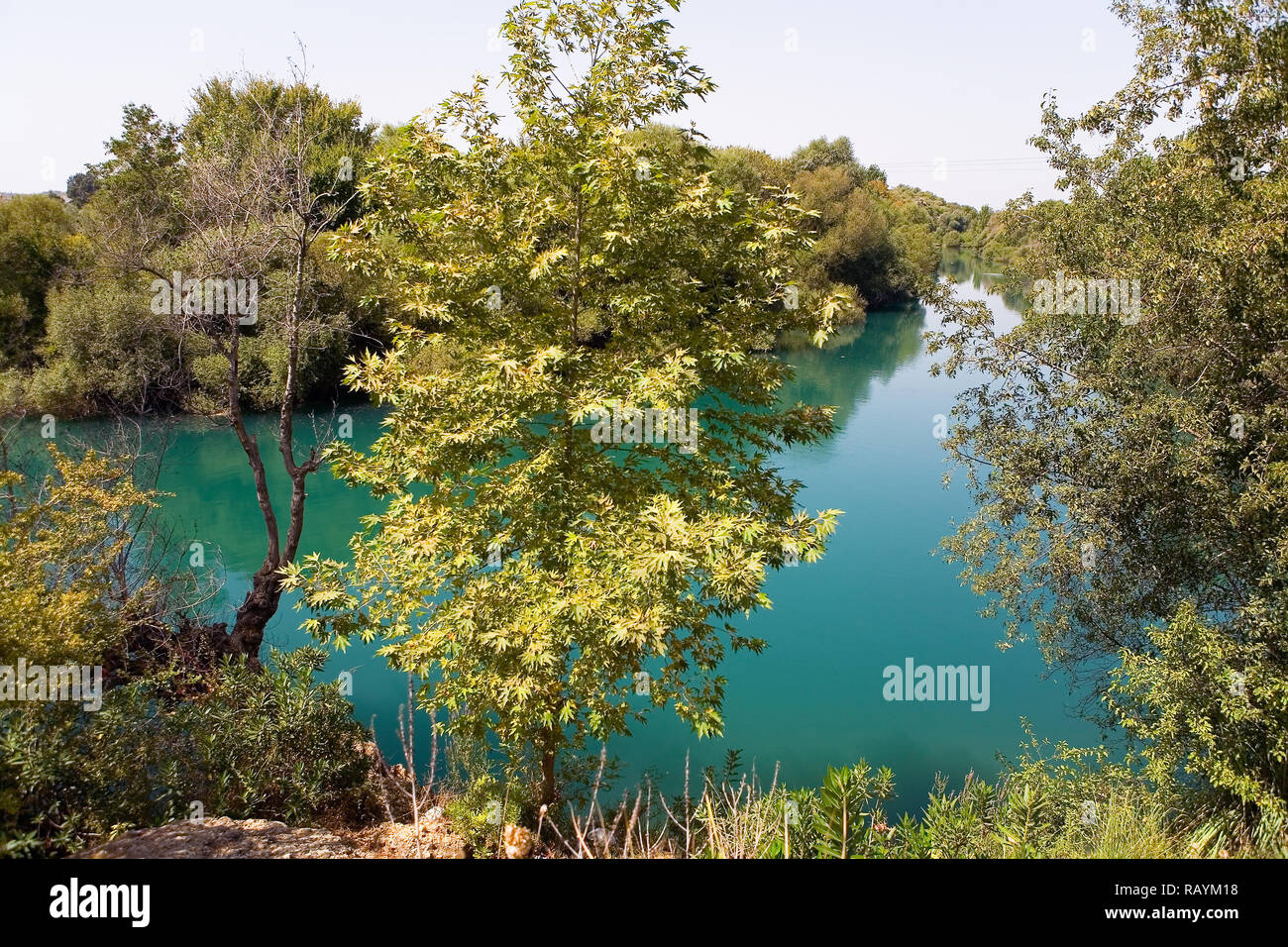 Dry tree on the background of water beautiful color. Nature Stock Photo ...