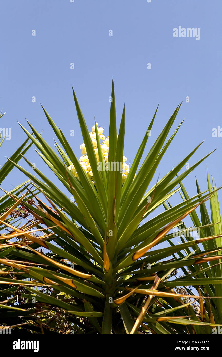 Spiny palm hi-res stock photography and images - Alamy