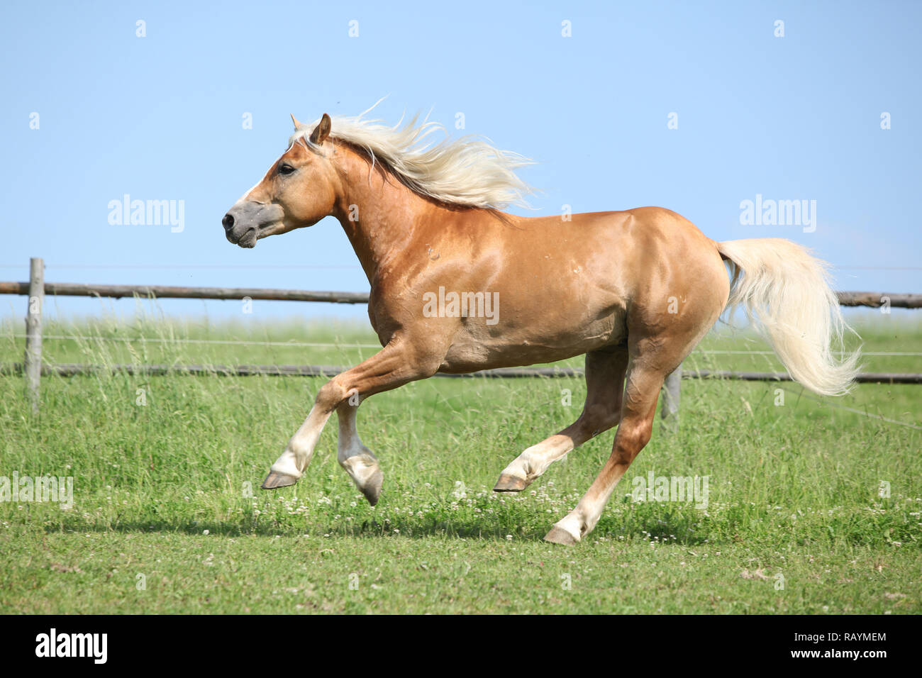 Beautiful haflinger stallion running on pasturage in summer Stock Photo ...