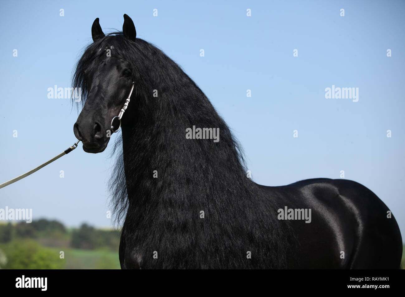 Gorgeous friesian stallion with long mane and bridle Stock Photo - Alamy
