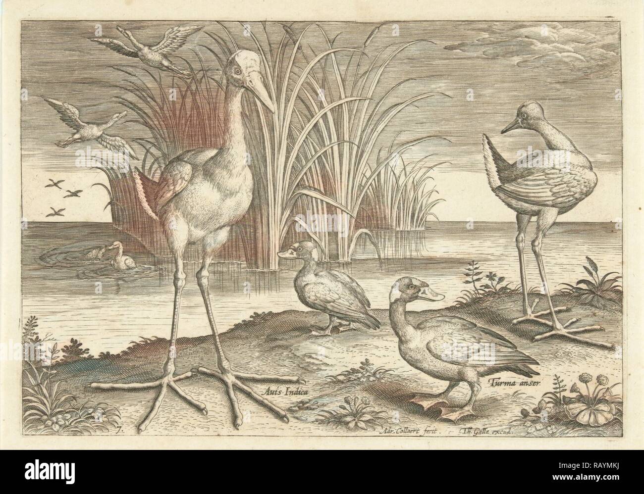 Some waterfowl on a shore, Adriaen Collaert, 1598 - 1618. Reimagined by ...