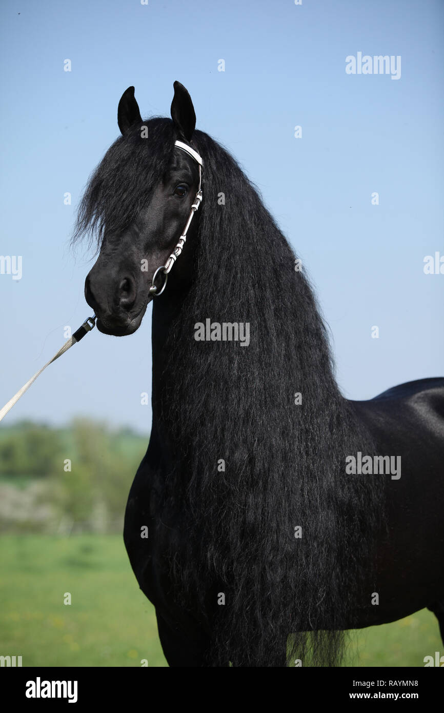 Gorgeous friesian stallion with long mane and white bridle Stock Photo ...