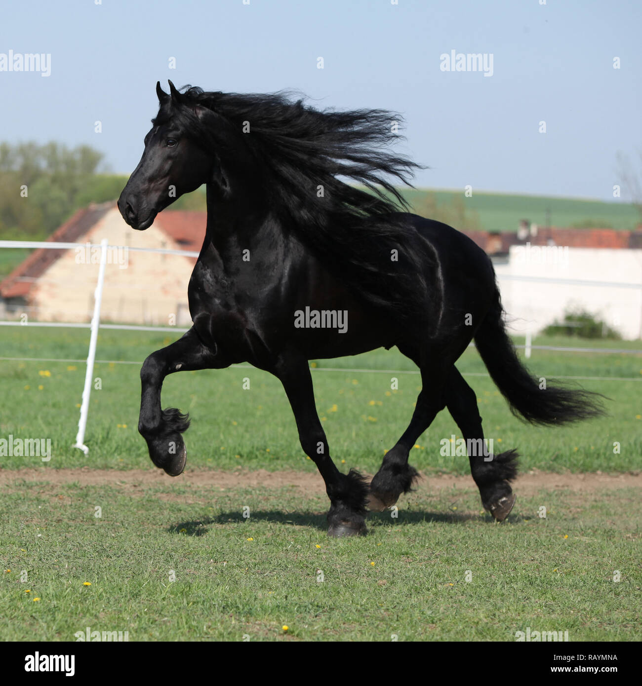 Gorgeous friesian stallion with long mane on pasturage Stock Photo - Alamy
