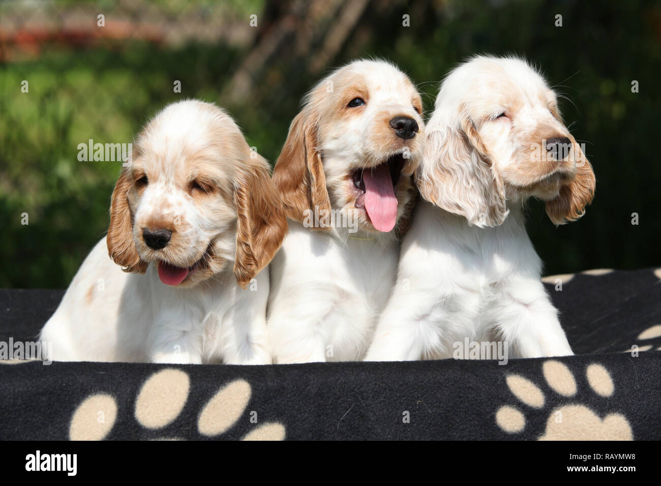 Gorgeous English Cocker Spaniel puppies sitting together Stock Photo ...
