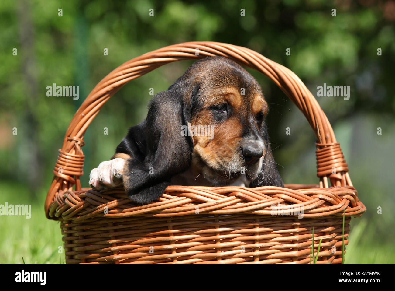 Adorable puppy of basset hound in basket in front of green background ...