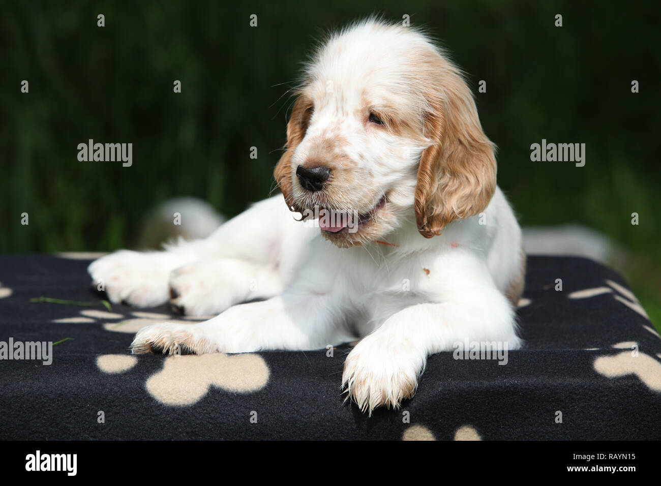 Gorgeous English Cocker Spaniel puppy lying on black blanket Stock ...