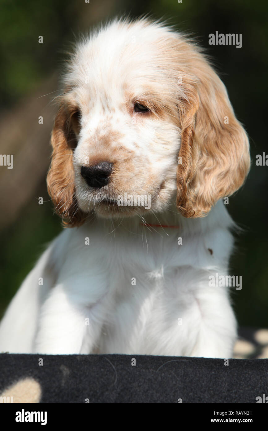 Adorable English Cocker Spaniel puppy with dark background Stock Photo ...