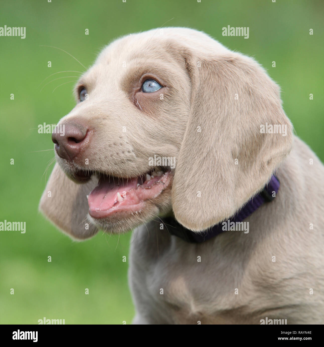 Portrait of Weimaraner Vorsterhund puppy with amazing eyes on green ...