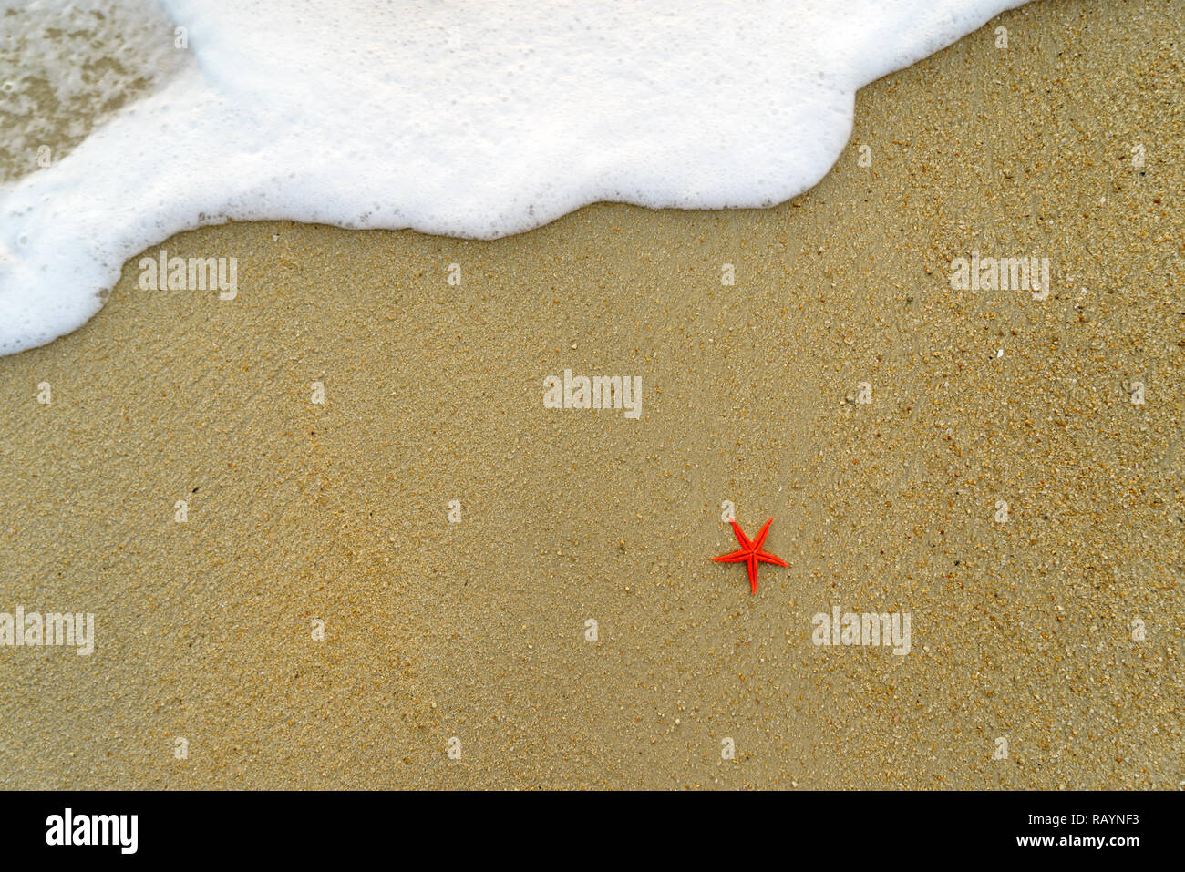 A starfish besides sea shore on a beach with white sand and blue water ...