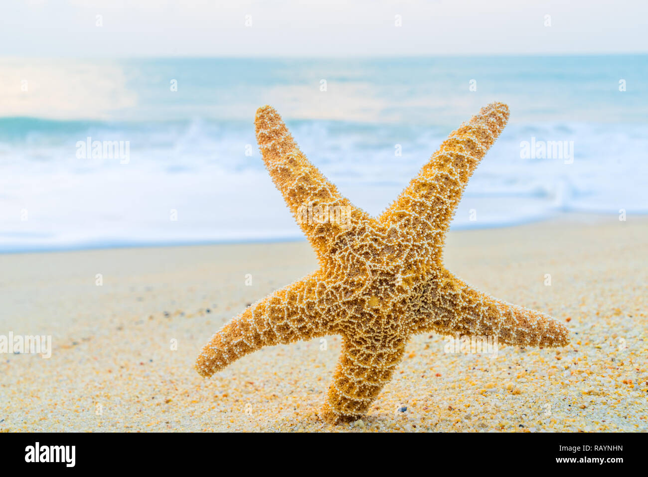 A starfish besides sea shore on a beach with white sand and blue water ...