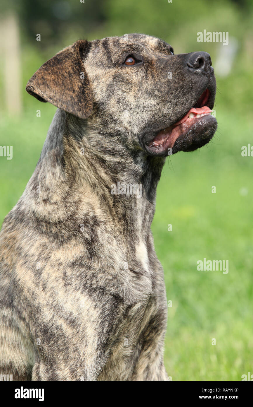 Portrait of Canary dog with green background Stock Photo - Alamy