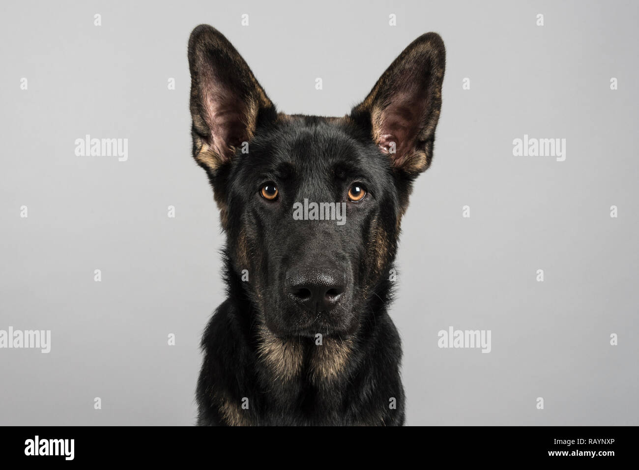 Male german shepherd dog hi-res stock photography and images - Alamy